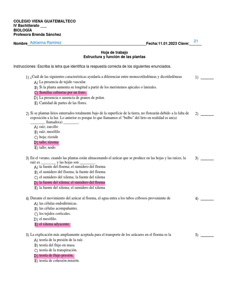 Hoja de Trabajo Estructura y Función de Las Plantas | PDF | Raíz ...