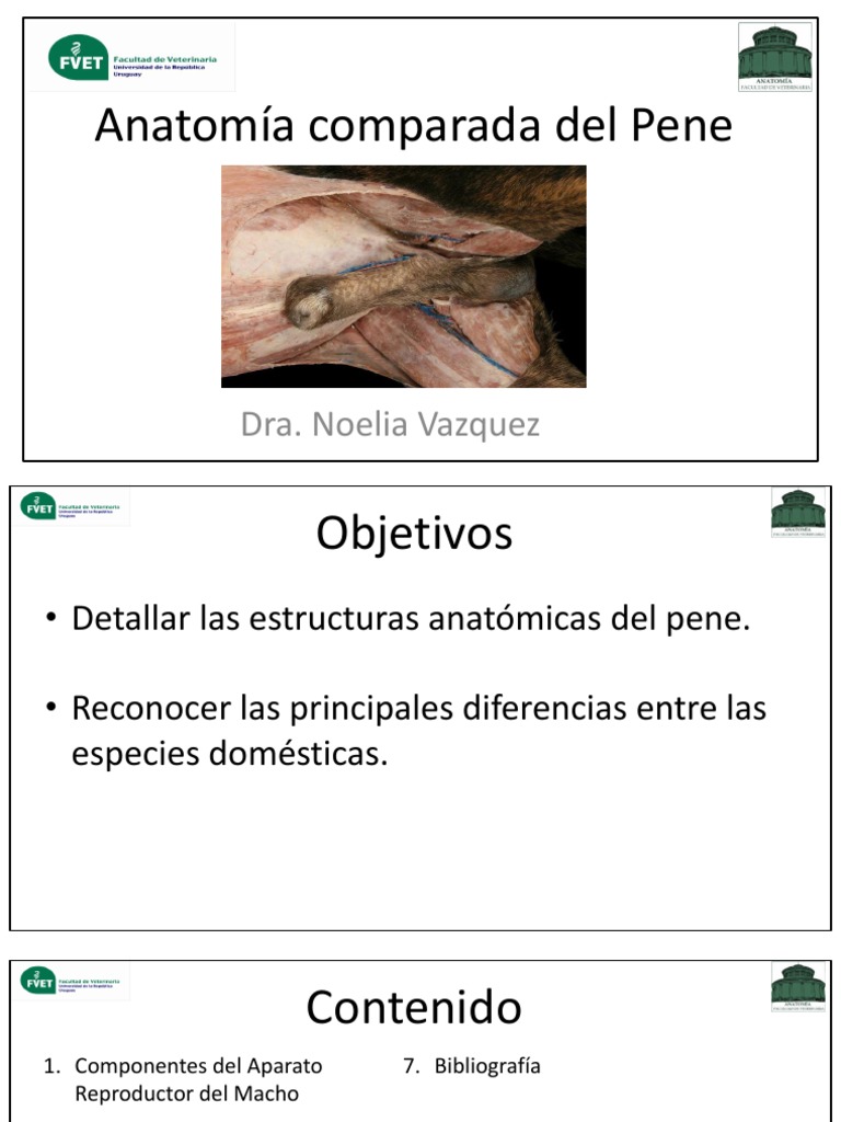 Anatomía del Pene en Especies Domésticas | PDF | Sistema reproductivo ...