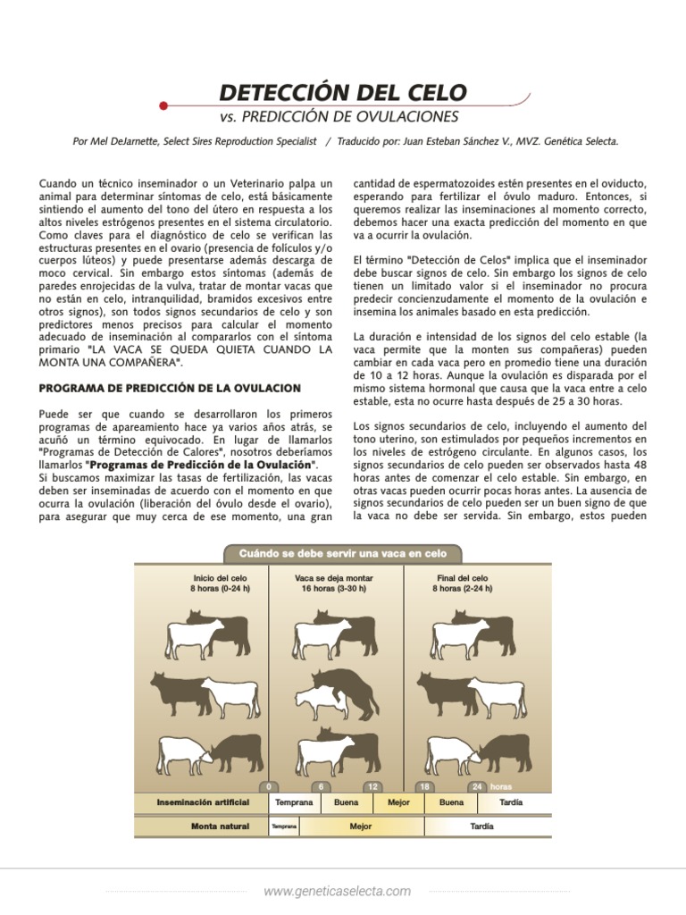 Deteccion Del Celo Vs Prediccion de Ovulaciones | PDF | Vacas | Semen