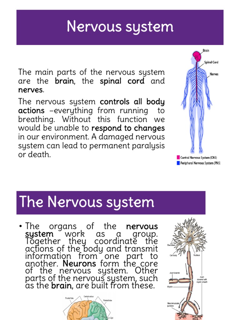 Overview of the Nervous System | PDF | Science & Mathematics