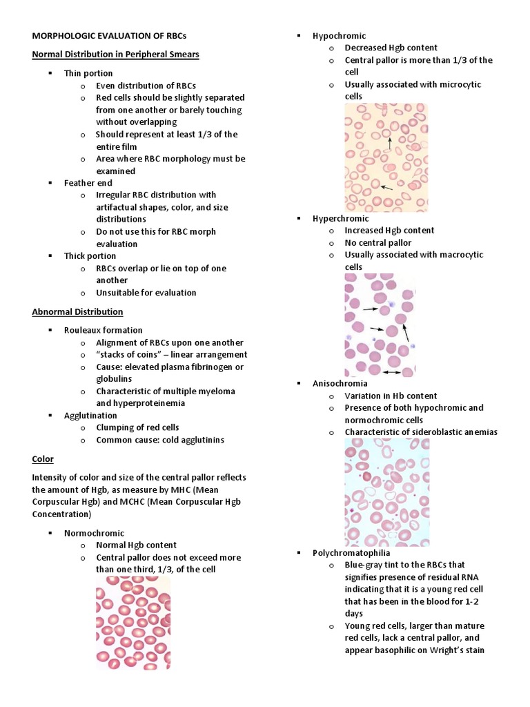 8.1 RBC Morphology | PDF | Red Blood Cell | Anemia