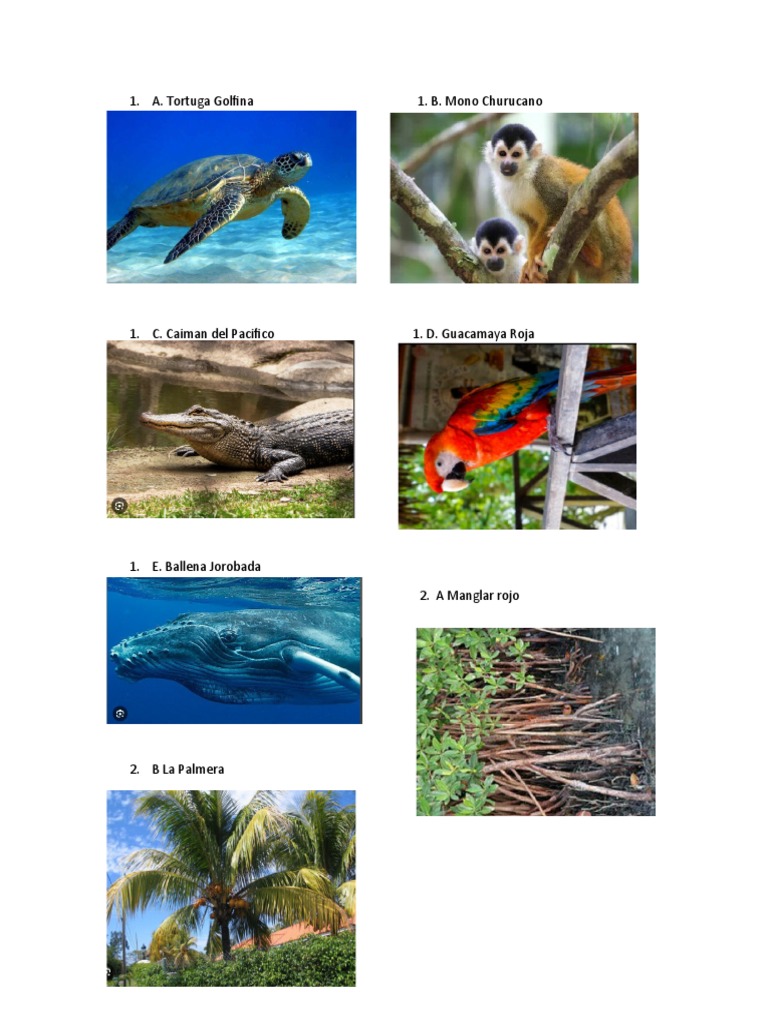 Fauna Region Pacifica | PDF