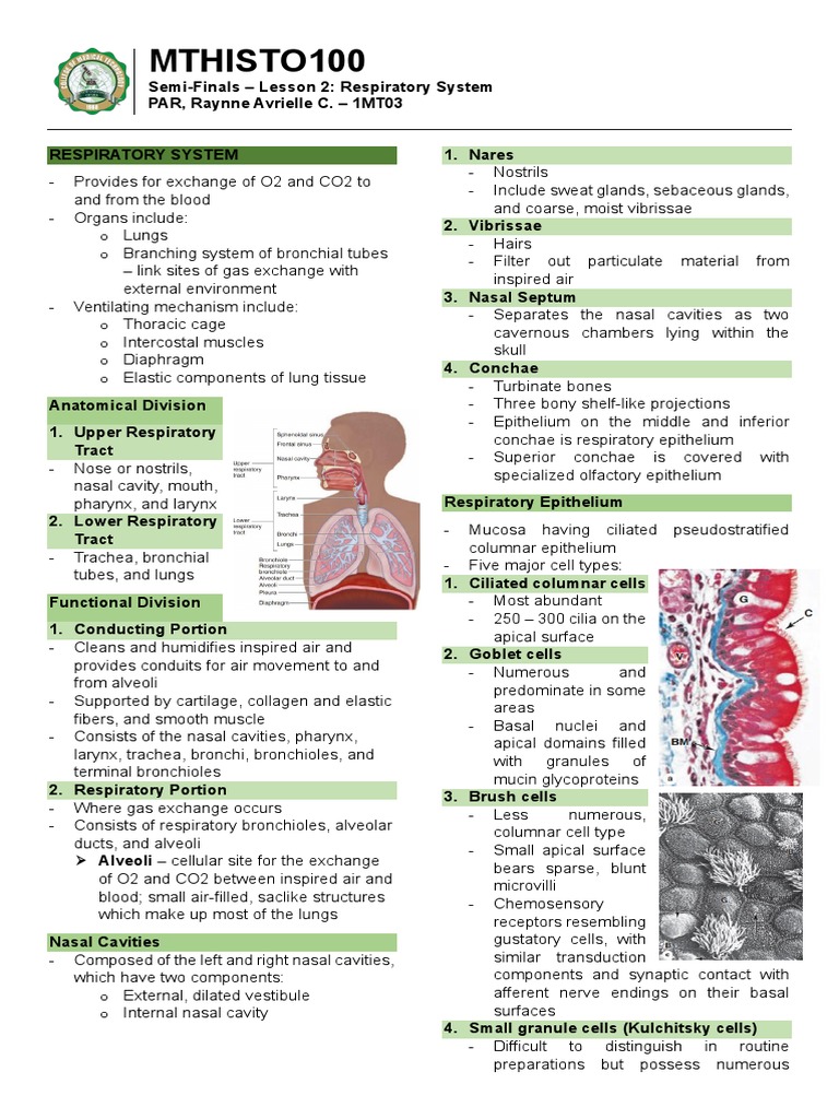 Mthisto100 Lesson 2 Respiratory System Pdf Respiratory Tract Lung