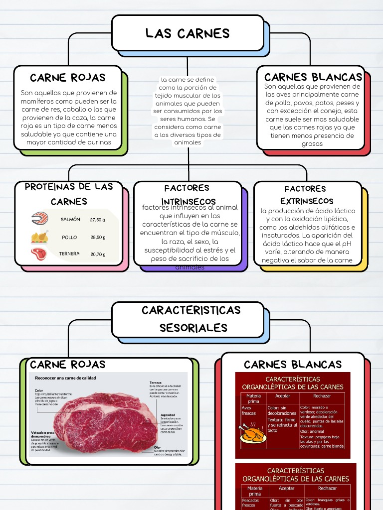 Mapa Conceptual Las Carnes | PDF