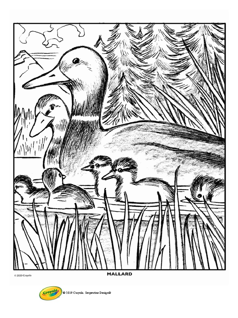 Mallard Duck - Crayola | PDF