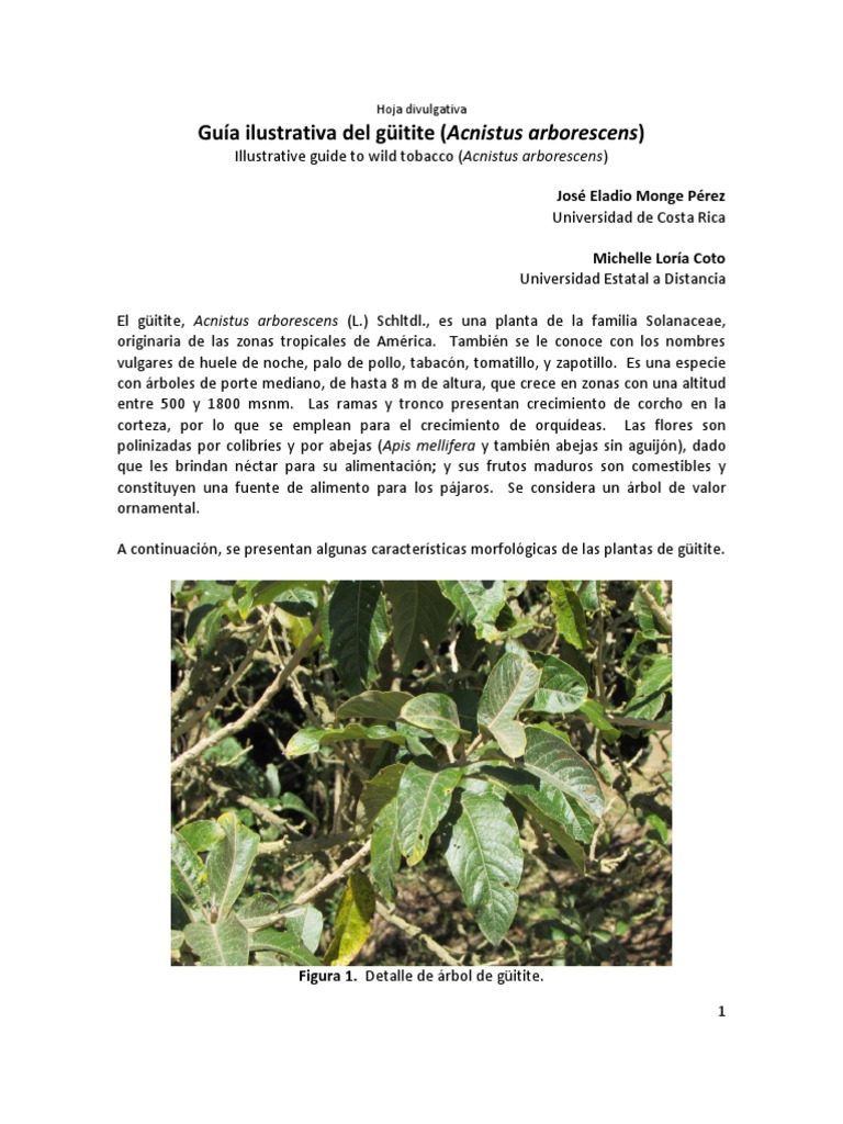 Hoja Informativa Güitite | PDF | Arboles | Ramas de la botánica