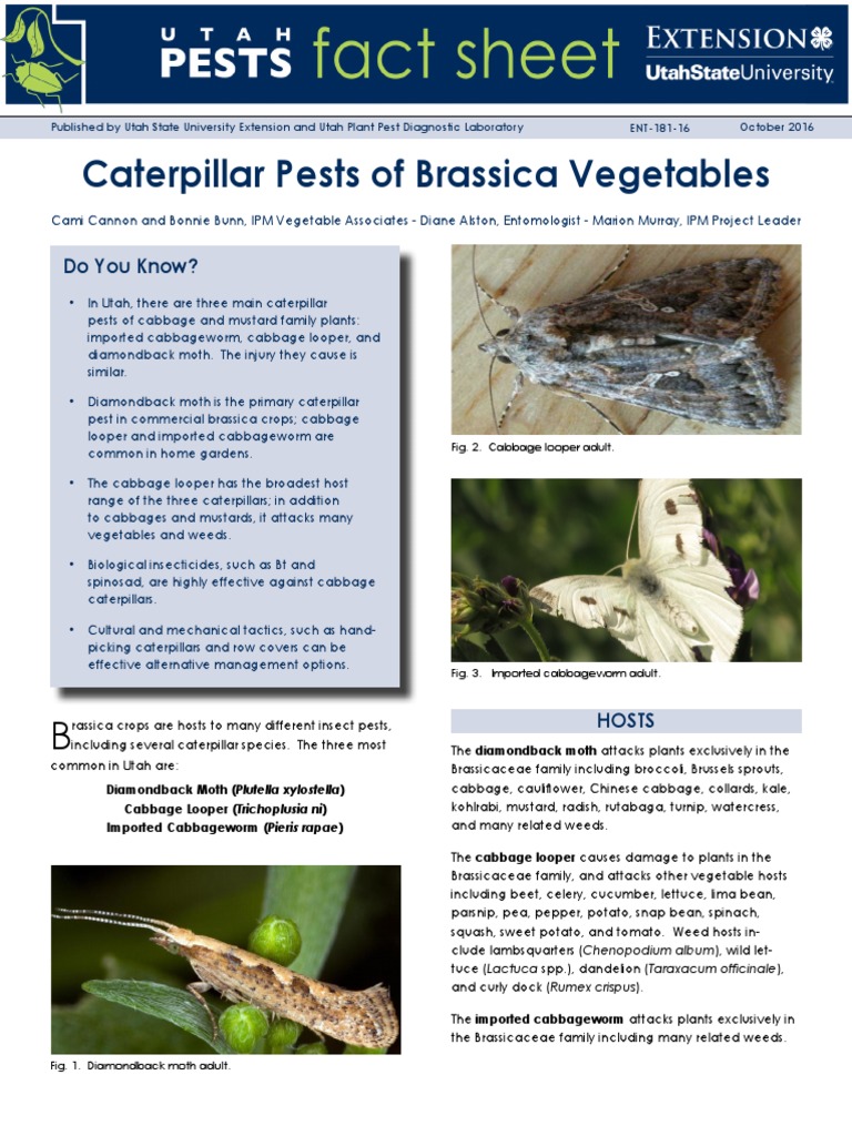 Caterpillar Pests | PDF | Pupa | Cabbage