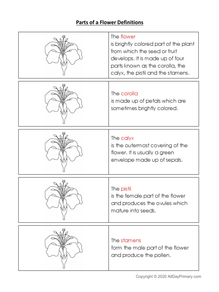 Parts of A Flower Definitions | PDF