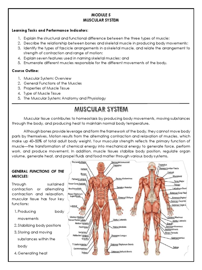 Module5 Muscular System | Download Free PDF | Thumb | Muscle Contraction