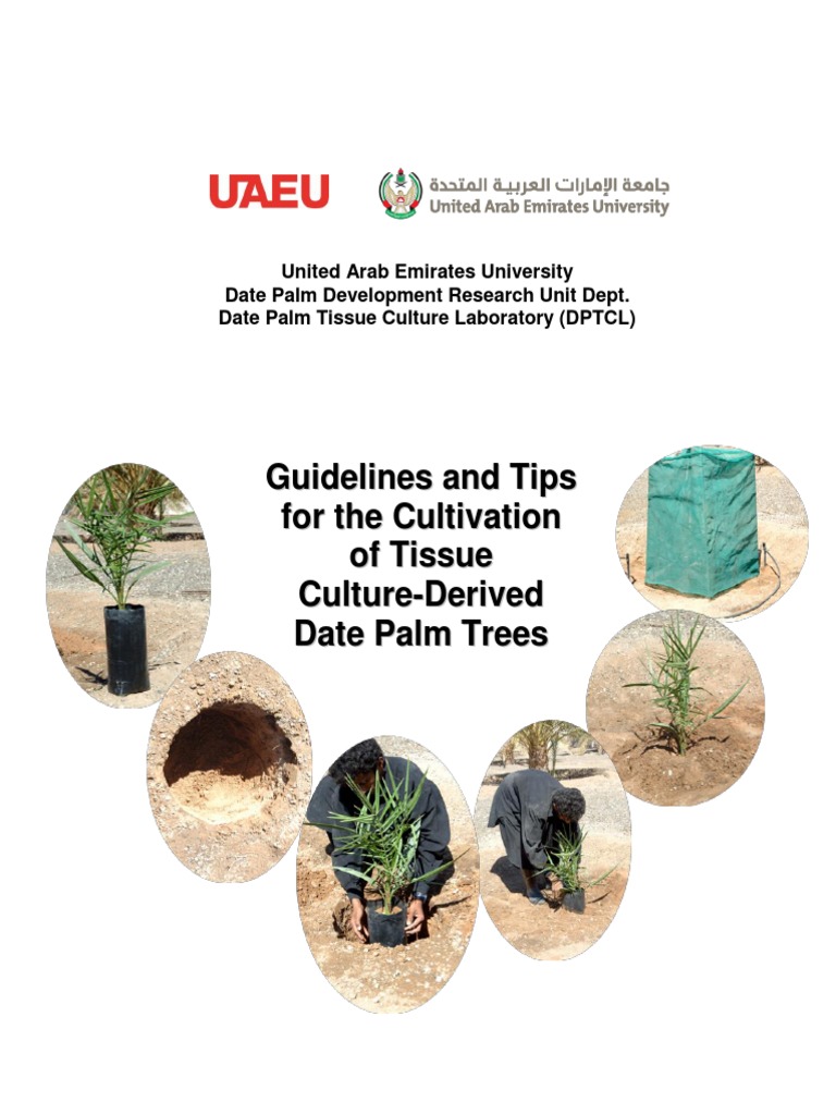 Date Farming Guidelines | PDF | Trees | Cultivar