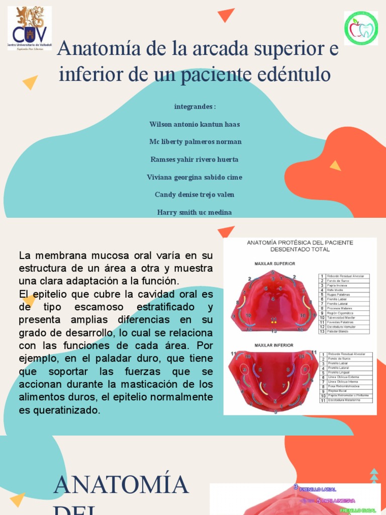 Anatomía de la arcada superior e inferior de un paciente edéntulo | PDF | Anatomía humana | Anatomía