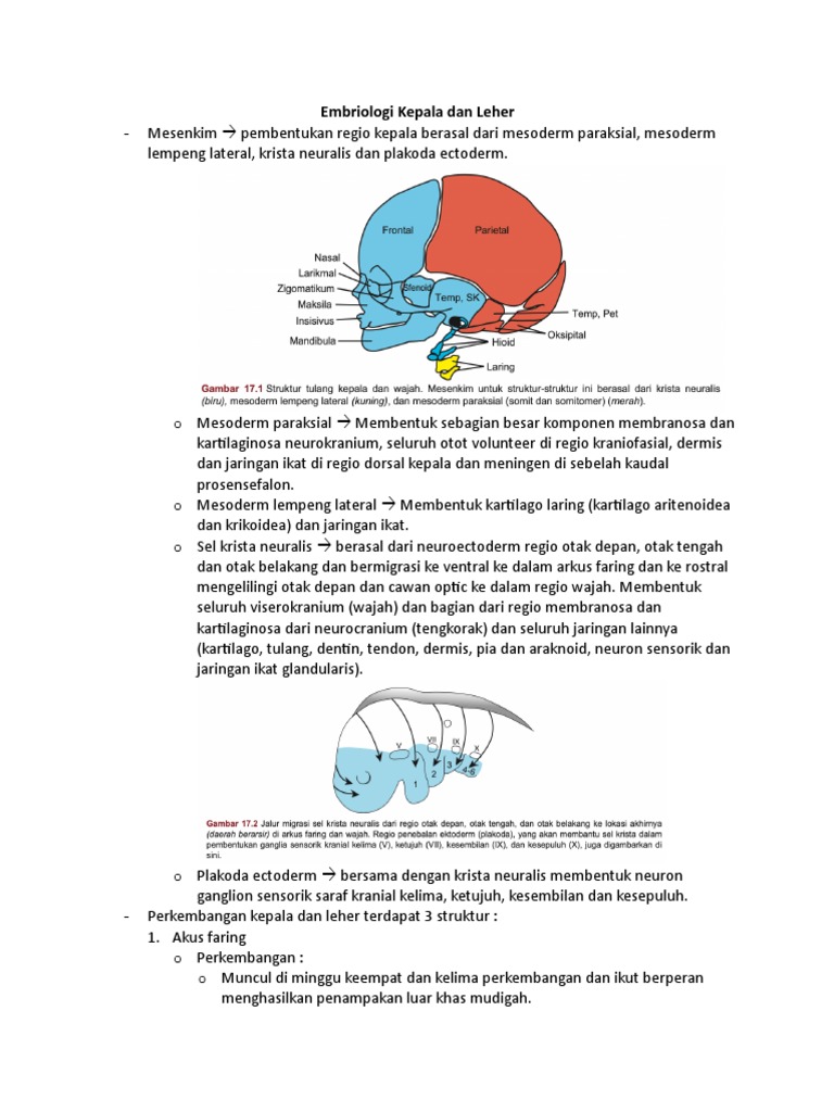 TBL - Embriologi Kepala Dan Leher | PDF