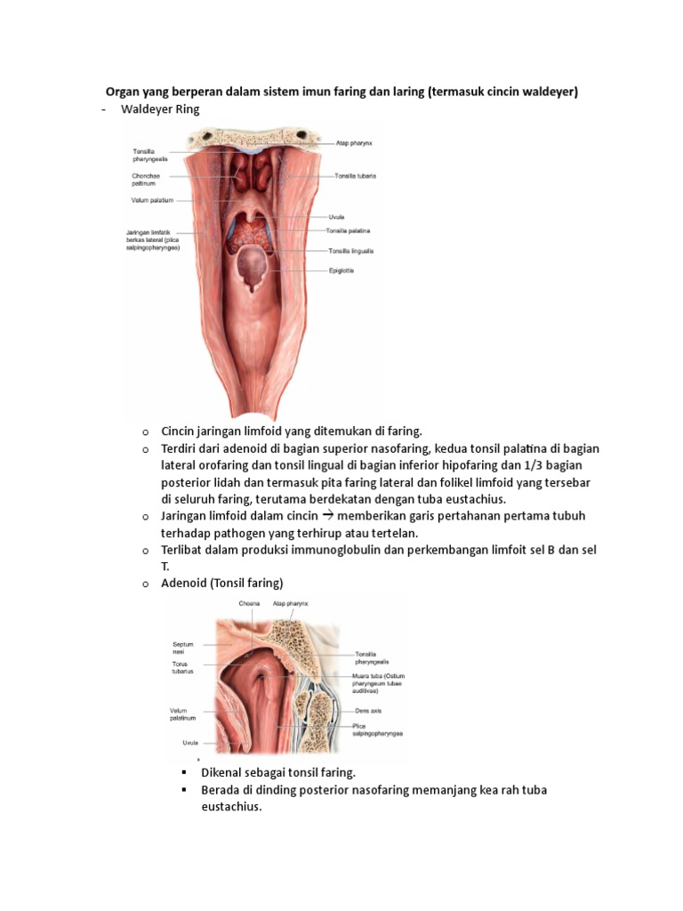 TBL - Organ Yang Berperan Dalam Sistem Imun Faring Dan Laring | PDF