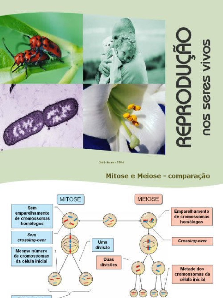 2b Meiose Mitose Comparacao Pdf