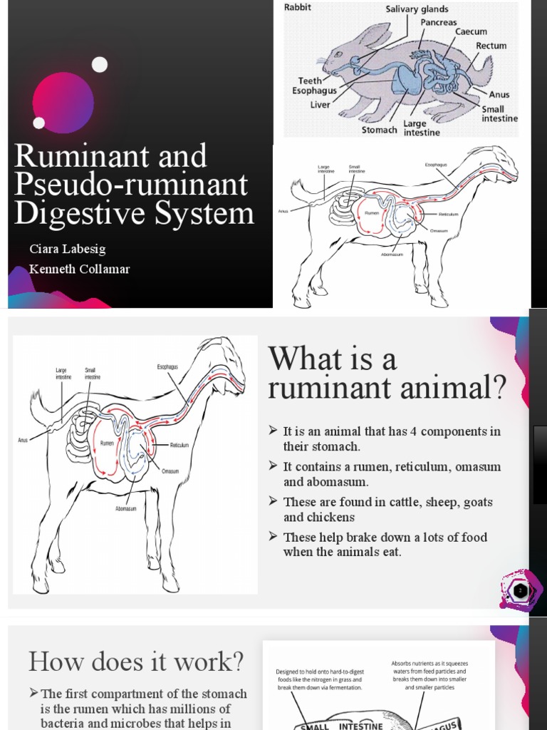 Ruminant and Pseudo-Ruminant Digestive System | PDF
