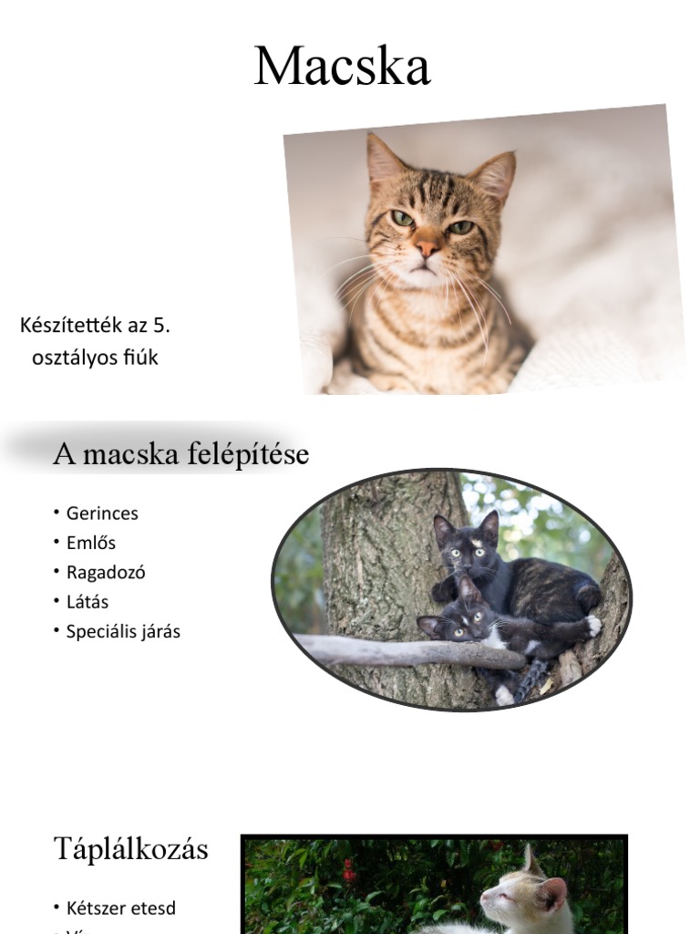 Macska | PDF