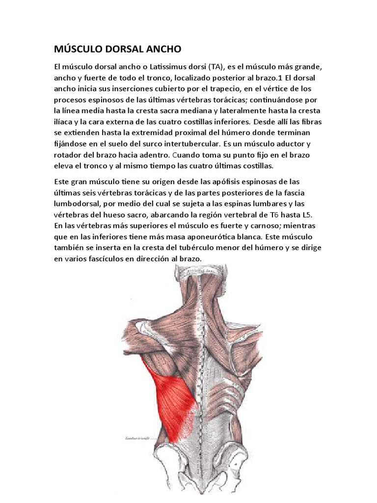 MÚSCULO DORSAL ANCHO JMMM Anatomia | PDF | Sistema musculoesquelético ...