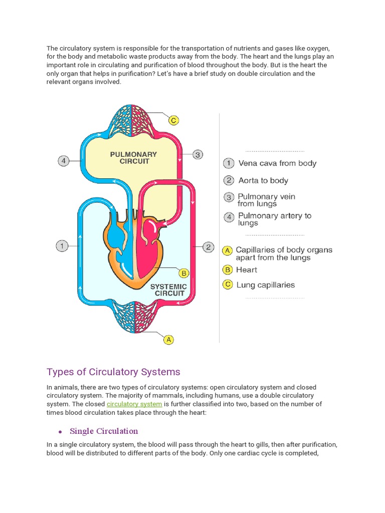 Double Circulation | Download Free PDF | Heart | Atrium (Heart)