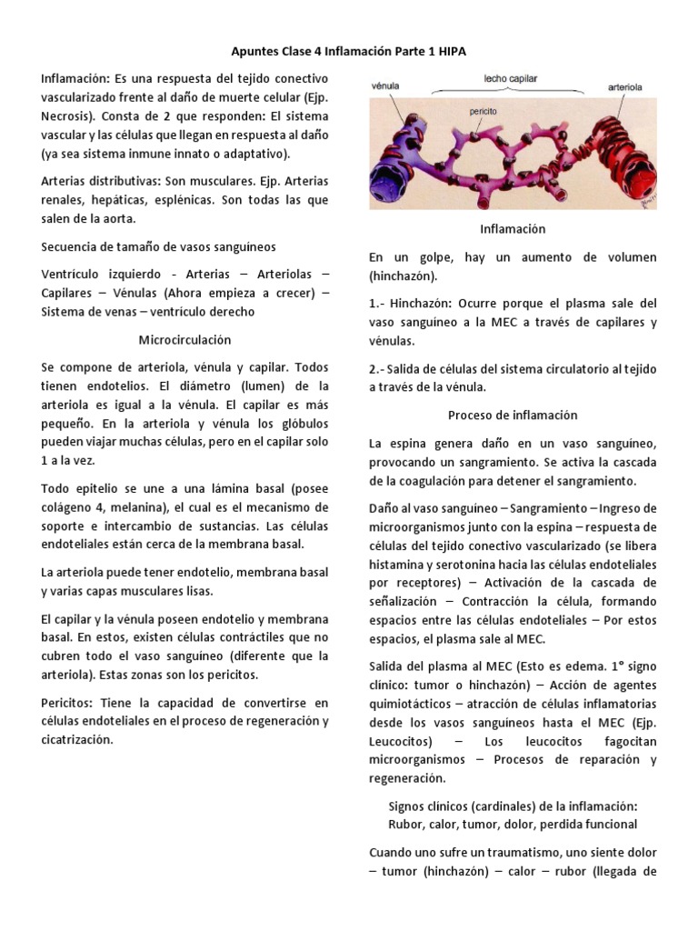 Adsf | PDF | Inflamación | Leucocito