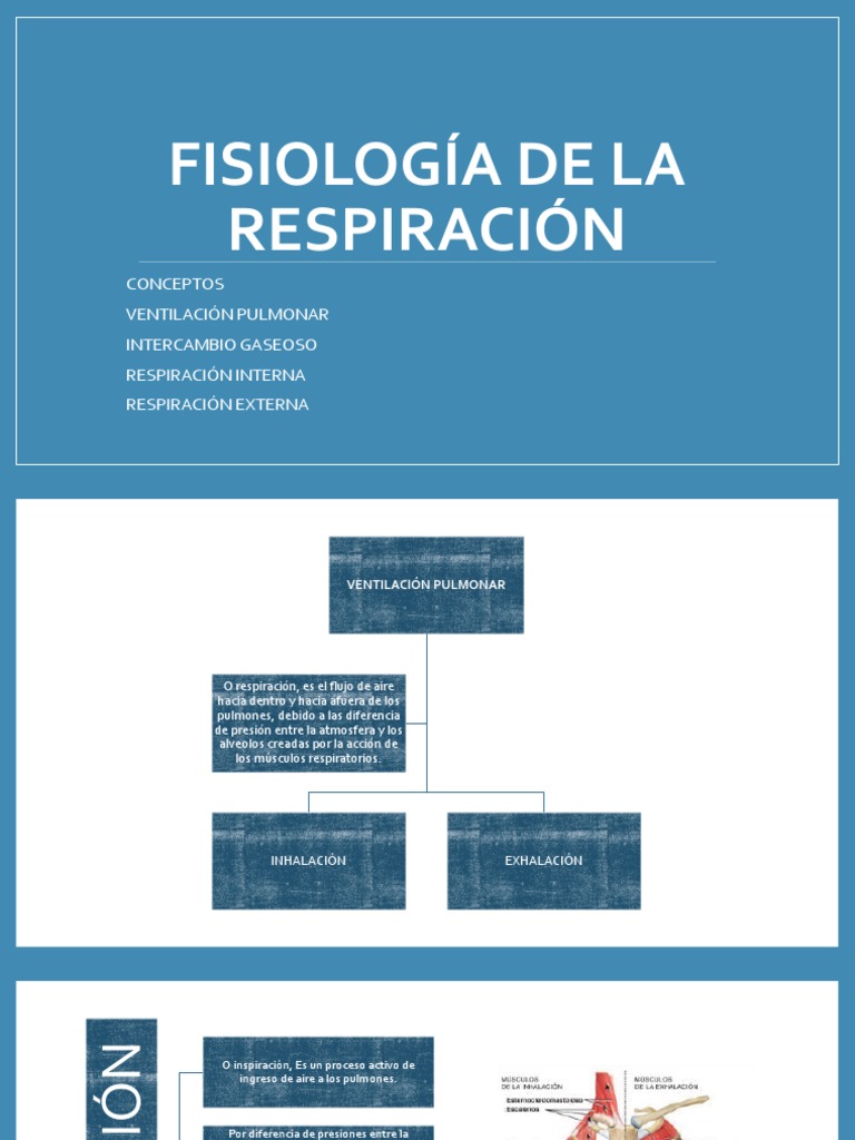 Morfo Iv | PDF | Respiración | Pulmón
