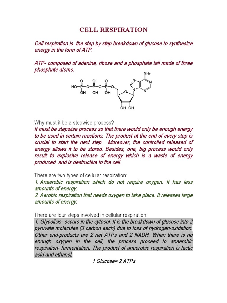 Cellular Respiration Overview | PDF | Cellular Respiration | Dna ...