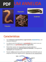 Tema 12 - Nemertinos | PDF | Anatomía | Biología