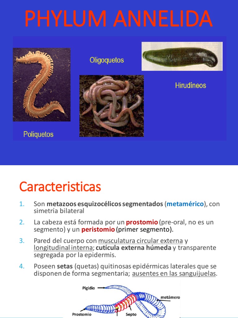 Características del Phylum Annelida | PDF | Anatomía | Zoología