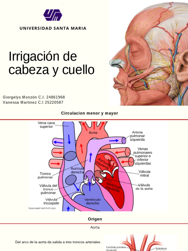 Irrigacion de Cabeza y Cuello | PDF | Aorta | Arteria carótida común
