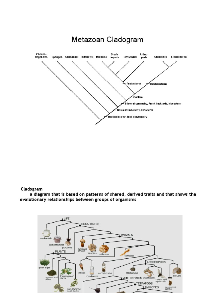 Cladogram | PDF