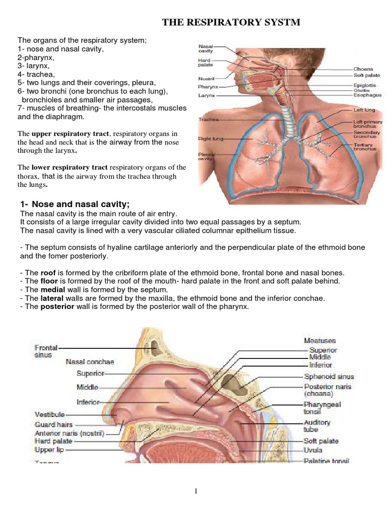 The Respiratory System | PDF | Lung | Respiratory Tract