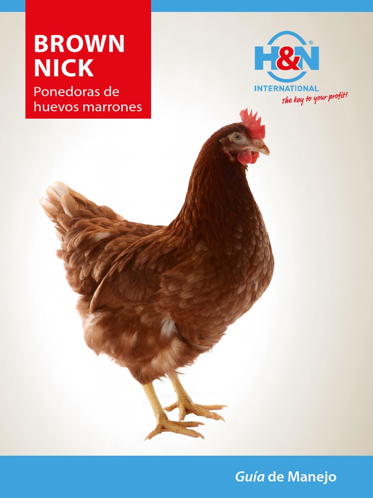 Guía de Manejo para Gallinas Brown Nick | PDF | Aves | Alimentos
