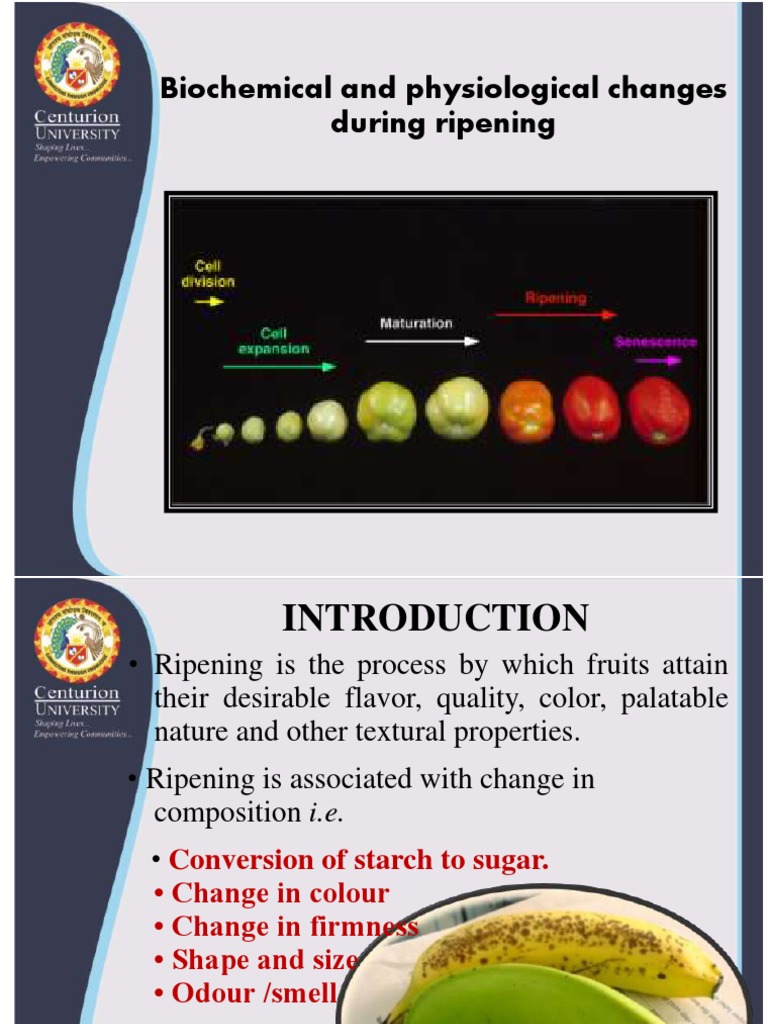 Biochemical and Physiological Changes During Ripening | PDF | Carbon ...