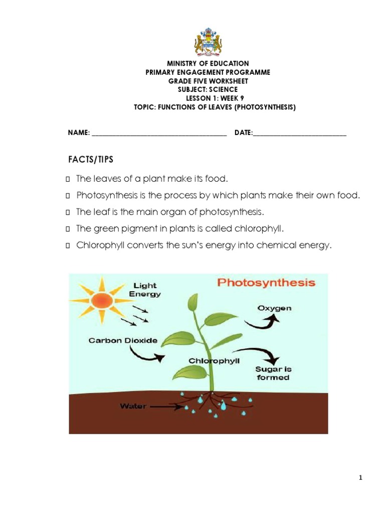 Grade 5 Science Weeks 9-12 Worksheets - Term 1 | PDF | Seed | Leaf