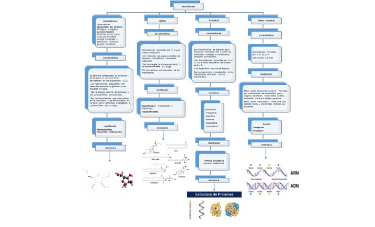 Mapa de Las Biomoleculas Luis Eduardo de Paz Barrera | PDF