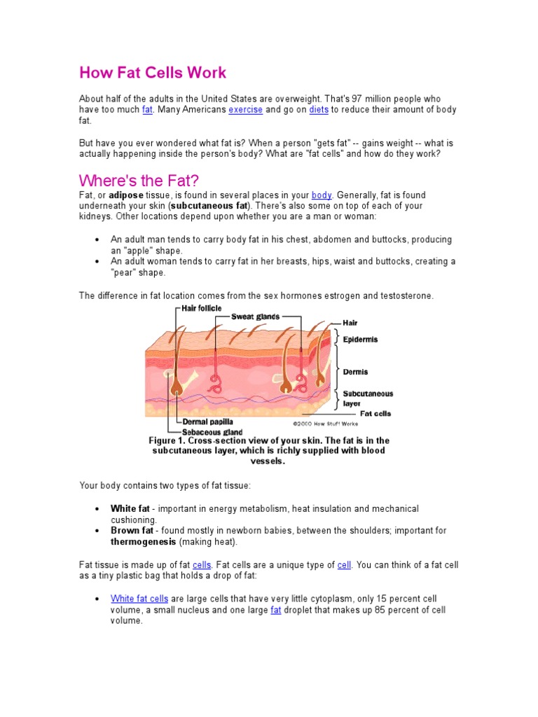 How Fat Cells Work | PDF | Adipose Tissue | Fat