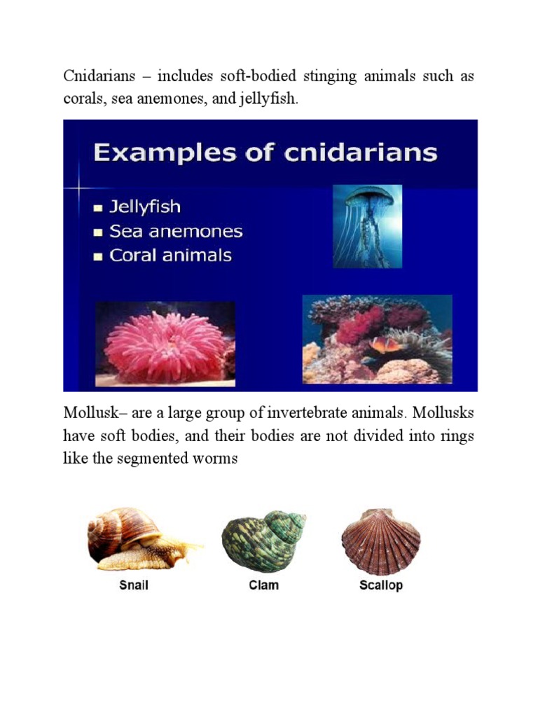 Invertebrate Animal Examples and Types | PDF