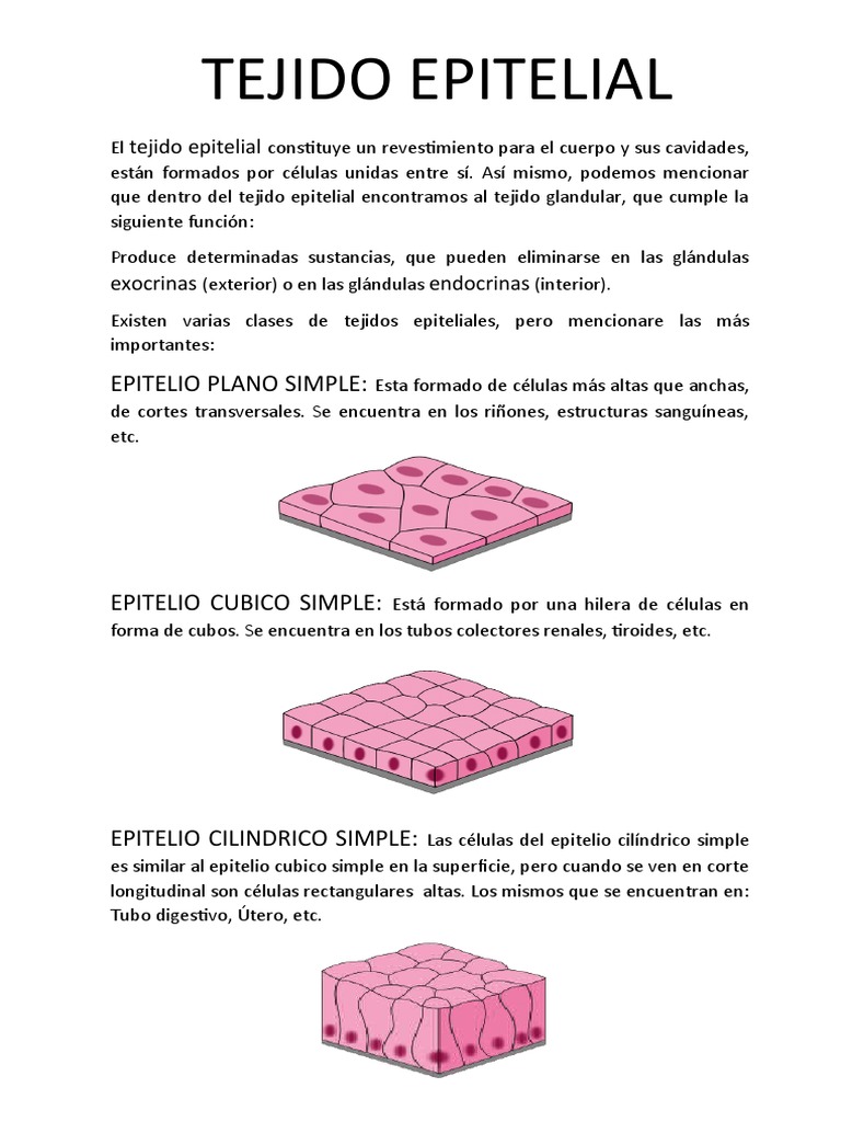 Tejido Epitelial | PDF
