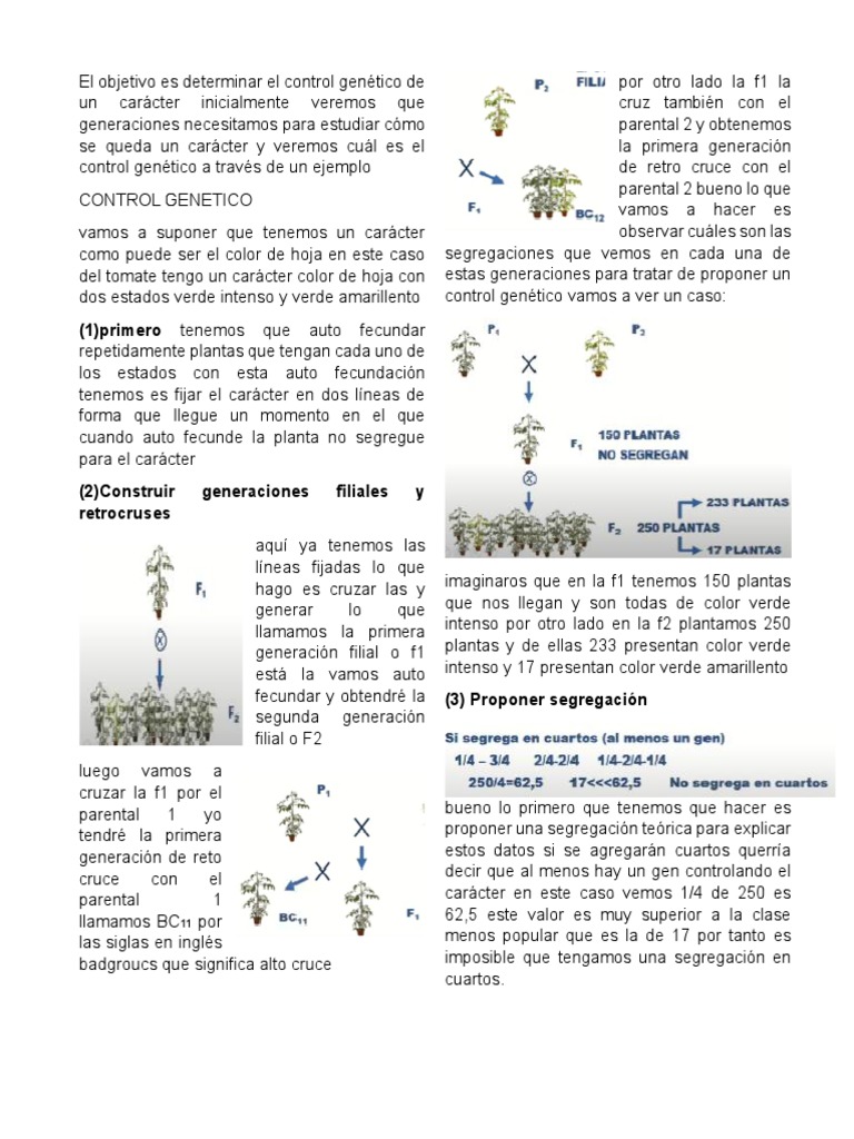 Determinacion Del Control Genetico | PDF | Dominancia (Genética ...