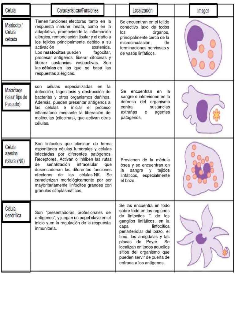 Hemograma 1pdf Leucocito Sistema Inmune