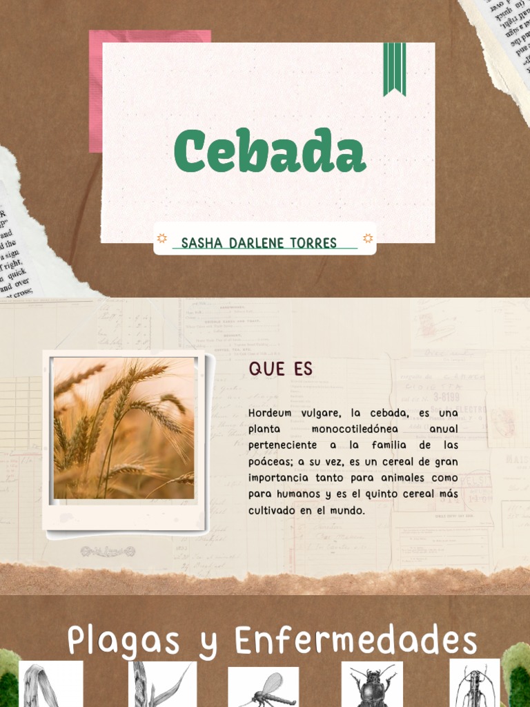 Cebada | PDF | Cebada | Agricultura