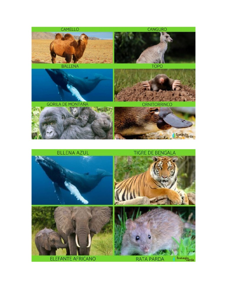 Animales Mamiferos | PDF