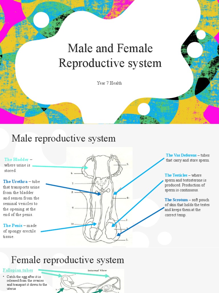 Male and Female Reproductive System and Menstruation | PDF | Menstrual ...