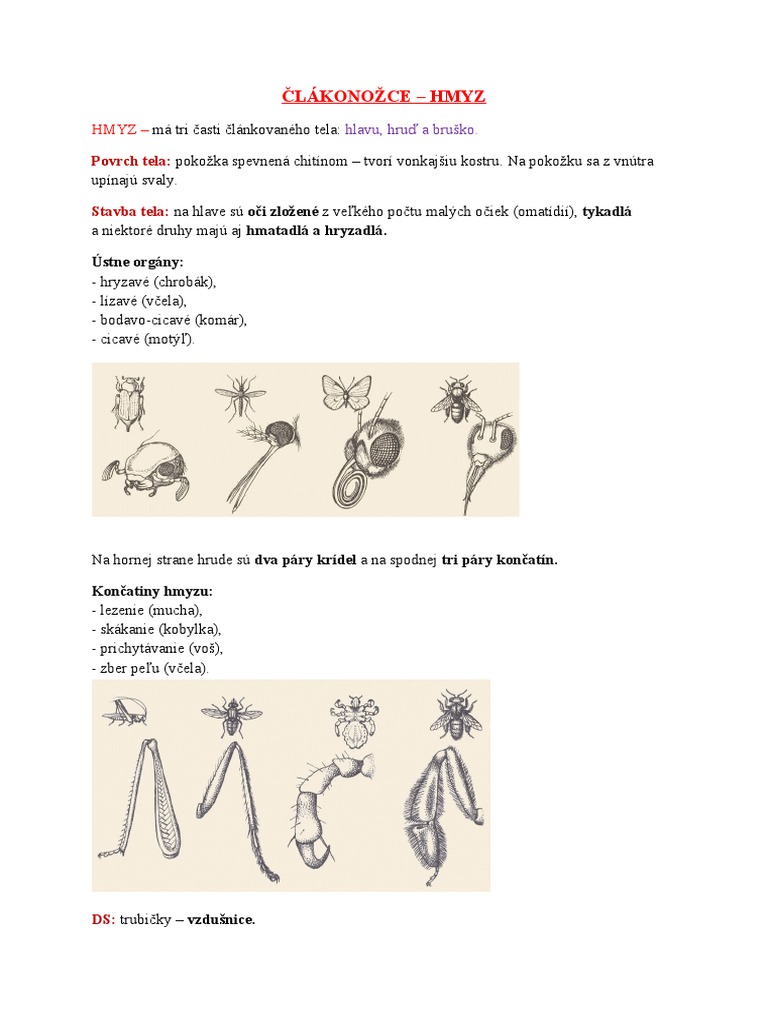 Hmyz | PDF