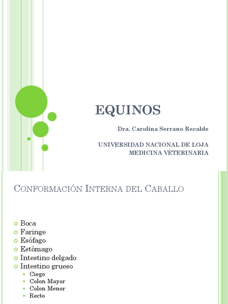 10 - Anatomía Interna Del Caballo | PDF | Digestión | Tracto ...