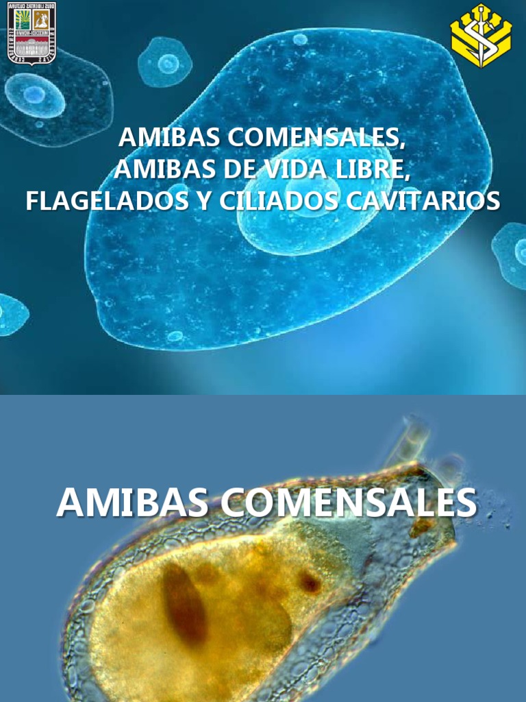 Clase Amibas Comensales 2023 | PDF | Enfermedades y trastornos | Medicina CLINICA