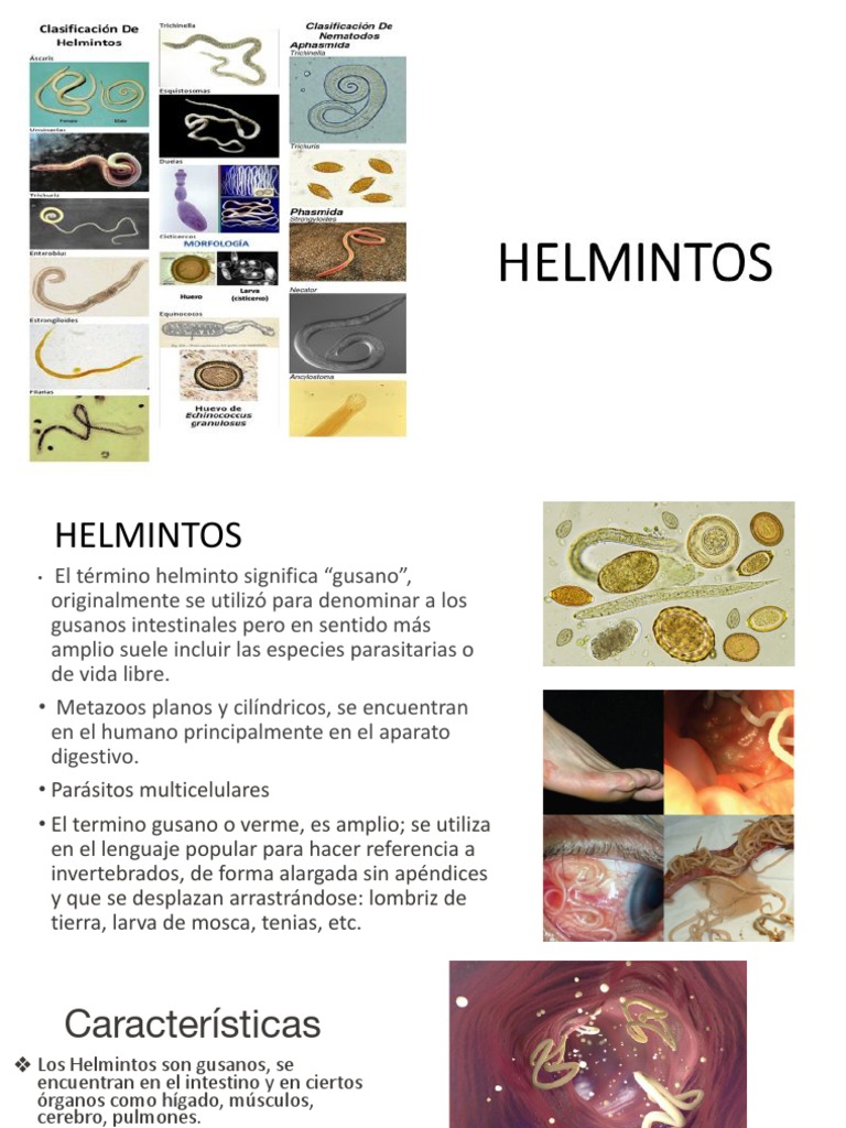 Helmintos. Generalidades | PDF | Nematodo | Sistema reproductivo