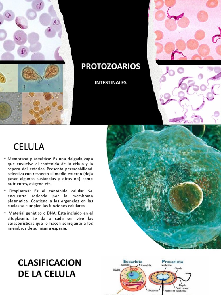 Protozoarios Intestinales y su Morfología | PDF | Biología Celular ...