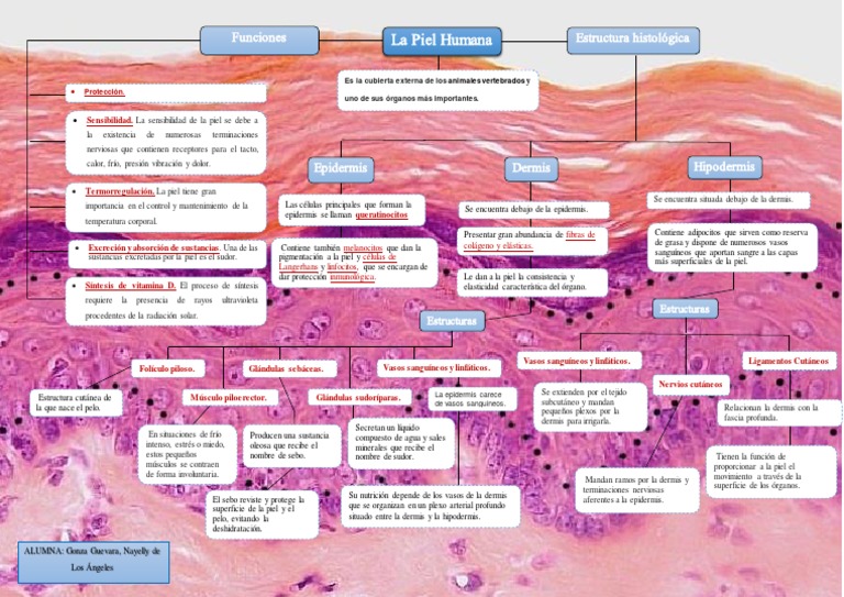La Piel-Esquema | Descargar gratis PDF | Piel | Anatomía