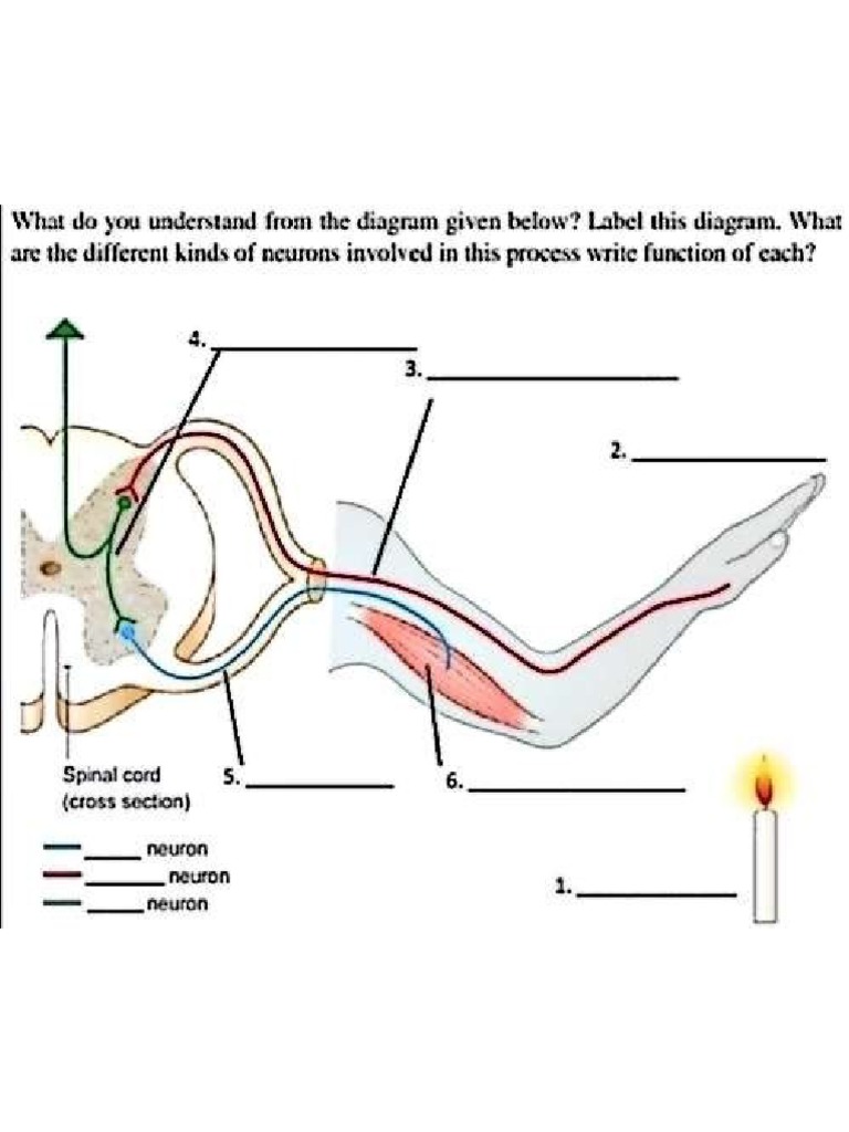 Reflex Arc Diagram | PDF