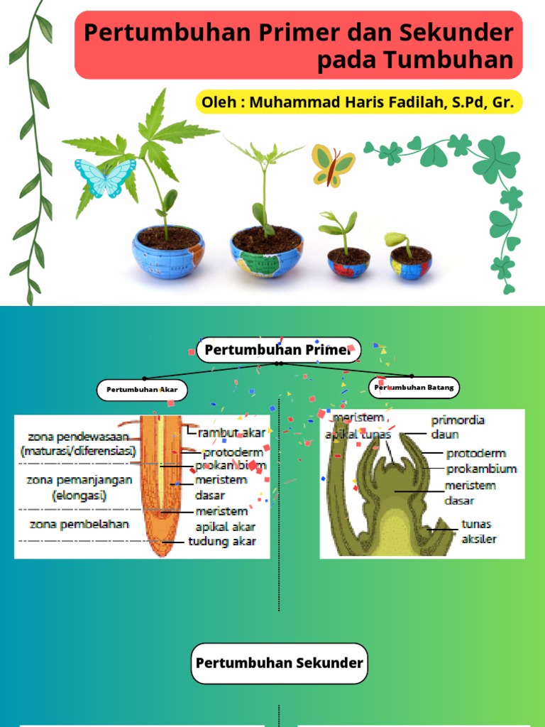 Pertumbuhan Primer Dan Sekunder Pada Tumbuhan | PDF